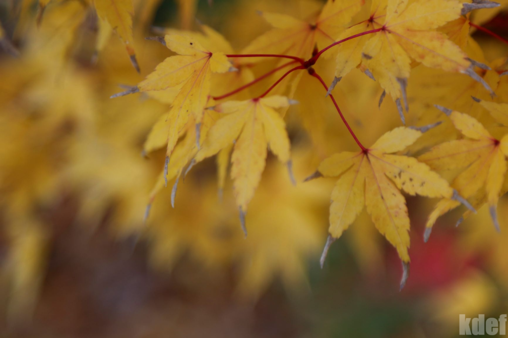 David, A Man After God’s Own Heart - Decoding The Word
